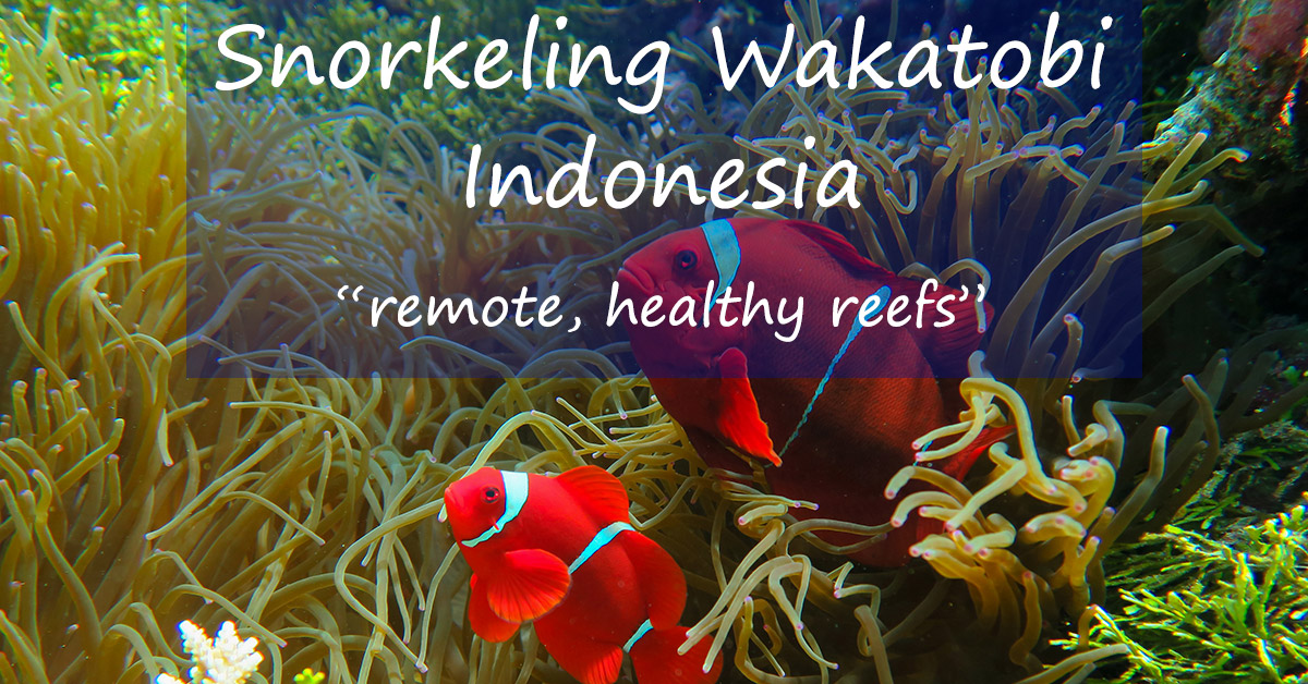 Wakatobi Snorkeling - We Found Healthy Reefs & Lots Of Fish