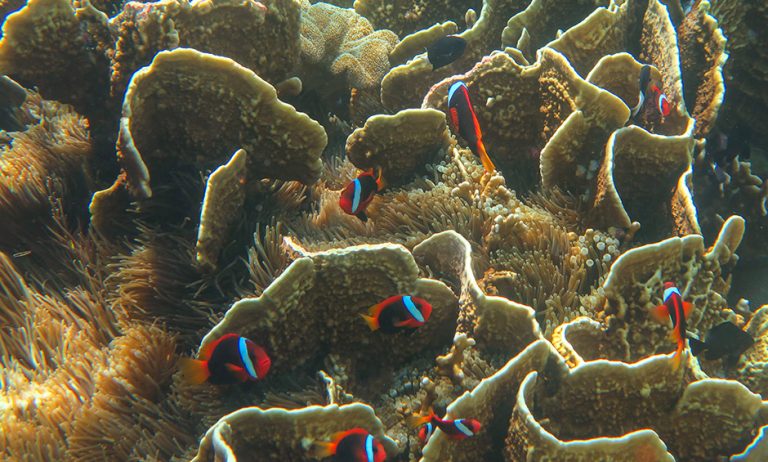 Coral Triangle Snorkeling - Most Alive Reefs In The World