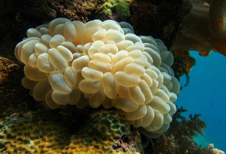 Bunaken Snorkeling - Excellent, Accessible, Affordable