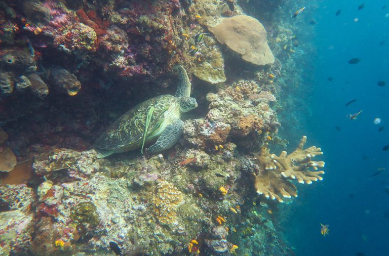 Bunaken Snorkeling - Excellent, Accessible, Affordable