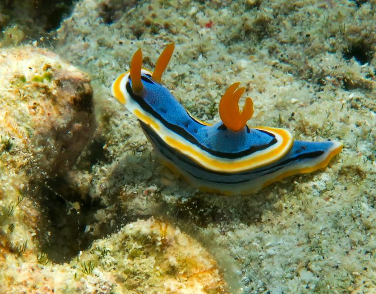 Bunaken Snorkeling - Excellent, Accessible, Affordable