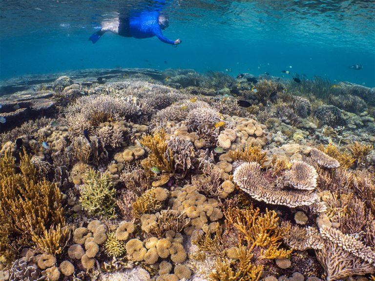 16 Day West Komodo And Alor Snorkeling Trip - Pristine Reefs