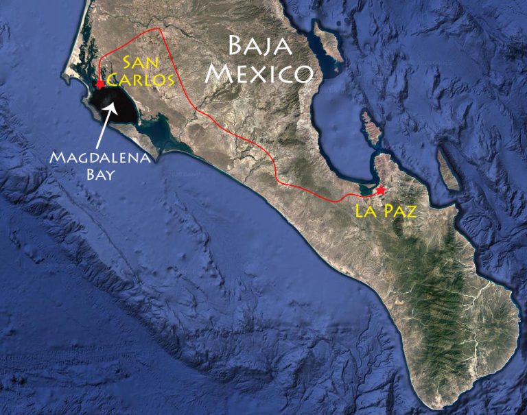 Mexico Sardine Run Snorkeling Trip - See Striped Marlin Hunt