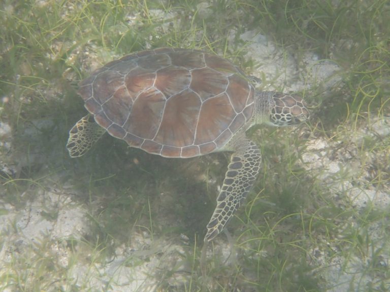St. John USVI Snorkeling Report - January 2024
