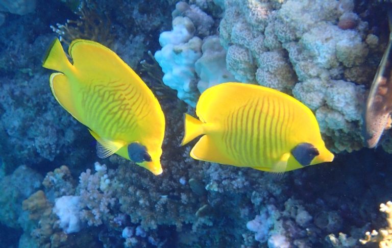 Egypt Snorkeling Trip Report, Marsa Shagra Village, October 2023