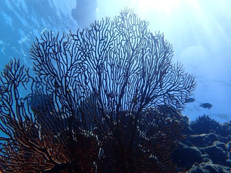Snorkeling Navini Island Fiji September 2025